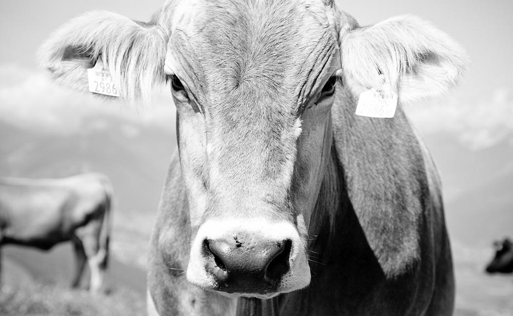 La vache qui pleure - Les Cahiers antispécistes